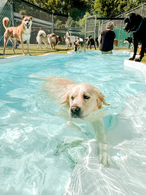 “The staff take care of them like they’re their own doggies.”